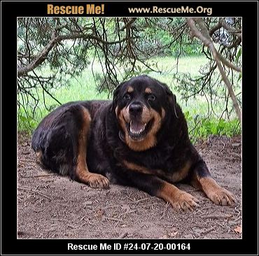 - Pennsylvania Rottweiler Rescue - ADOPTIONS - Rescue Me!
