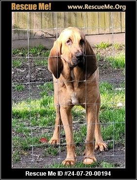 - Texas Bloodhound Rescue - ADOPTIONS - Rescue Me!