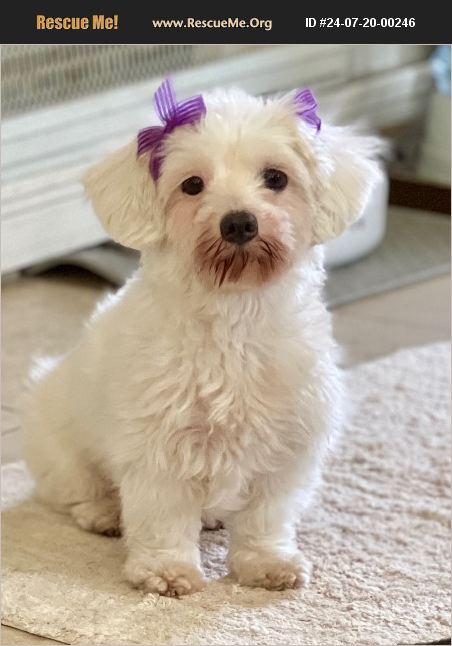 ADOPT 24072000246 ~ Maltese Rescue ~ Carlsbad, CA