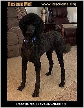 - California Poodle Rescue - ADOPTIONS - Rescue Me!