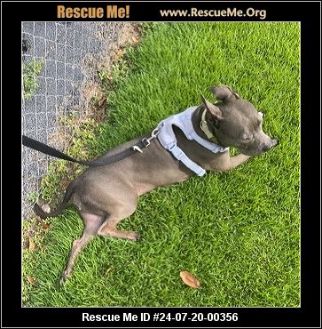 - Mississippi Dog Rescue - ADOPTIONS - Rescue Me!