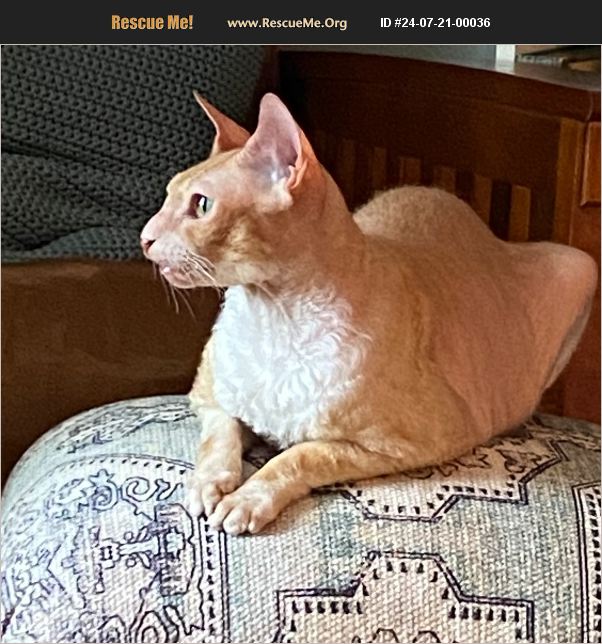 ADOPT 24072100036 ~ Cornish Rex Rescue ~ Silver Spring, MD