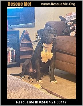 - Missouri Boxer Rescue - ADOPTIONS - Rescue Me!