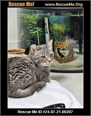 - Washington Cat Rescue - ADOPTIONS - Rescue Me!