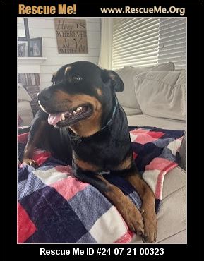 - California Rottweiler Rescue - ADOPTIONS - Rescue Me!