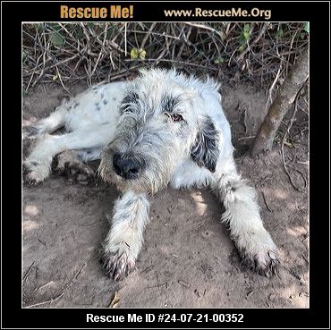 - Oklahoma Dog Rescue - ADOPTIONS - Rescue Me!