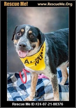 - Colorado German Shepherd Rescue - ADOPTIONS - Rescue Me!