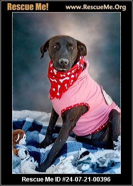 - California English Springer Spaniel Rescue - ADOPTIONS - Rescue Me!