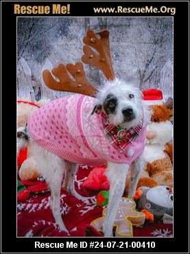 - California Poodle Rescue - ADOPTIONS - Rescue Me!