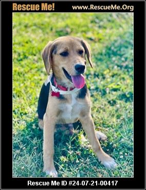 - Georgia Beagle Rescue - ADOPTIONS - Rescue Me!