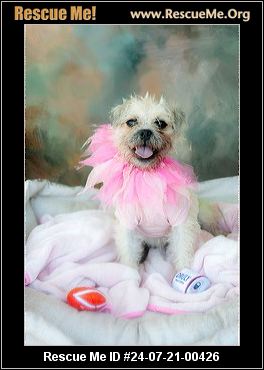 - California Border Terrier Rescue - ADOPTIONS - Rescue Me!