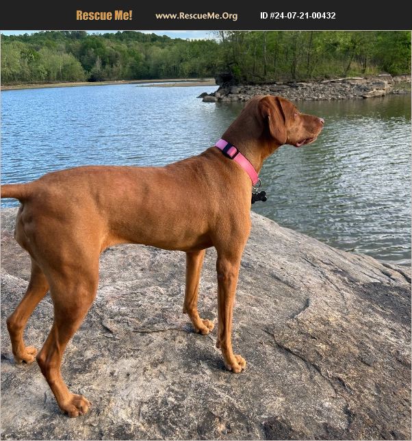 ADOPT 24072100432 ~ Vizsla Rescue ~ Clarkson, KY