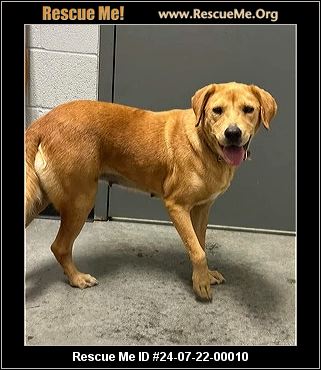 - North Carolina Dog Rescue - ADOPTIONS - Rescue Me!