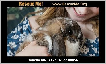 - Illinois Rabbit Rescue - ADOPTIONS - Rescue Me!