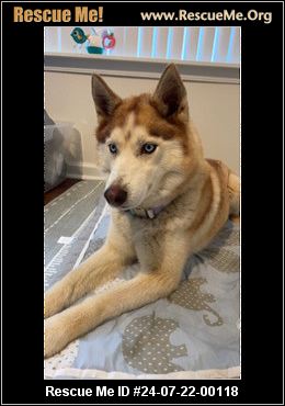 - Virginia Siberian Husky Rescue - ADOPTIONS - Rescue Me!