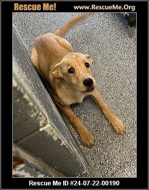 - Oklahoma Dog Rescue - ADOPTIONS - Rescue Me!