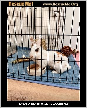 - New Jersey Rabbit Rescue - ADOPTIONS - Rescue Me!