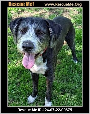 - Iowa Dog Rescue - ADOPTIONS - Rescue Me!