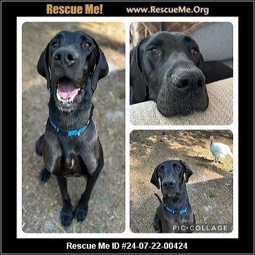 - North Carolina Great Dane Rescue - ADOPTIONS - Rescue Me!