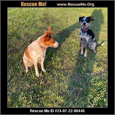 - New York Border Collie Rescue - ADOPTIONS - Rescue Me!