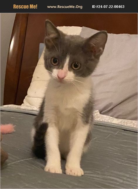 ADOPT 24072200463 ~ Domestic Cat Rescue ~ Houston, TX
