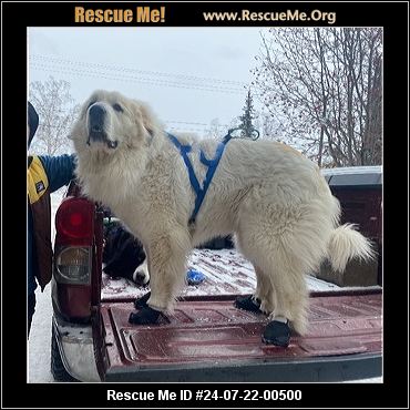 - Alaska Dog Rescue - ADOPTIONS - Rescue Me!