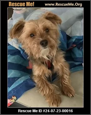 - New Jersey Yorkie Rescue - ADOPTIONS - Rescue Me!