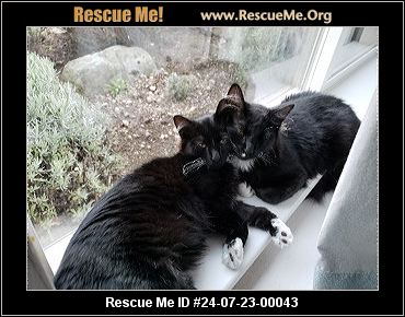 - Washington Cat Rescue - ADOPTIONS - Rescue Me!