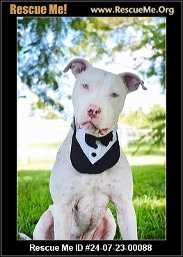 - Florida Pit Bull Rescue - ADOPTIONS - Rescue Me!