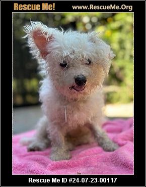 - California Poodle Rescue - ADOPTIONS - Rescue Me!