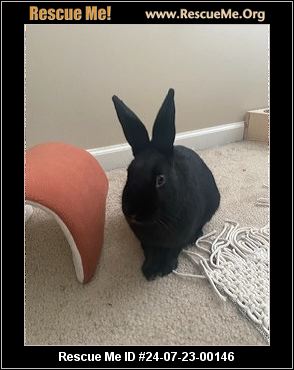 - Virginia Rabbit Rescue - ADOPTIONS - Rescue Me!