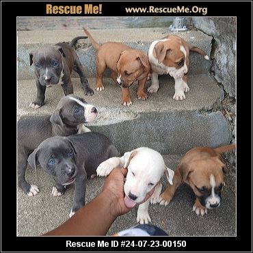 - Ohio Pit Bull Rescue - ADOPTIONS - Rescue Me!