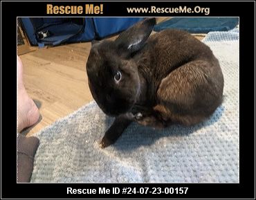 - Washington Rabbit Rescue - ADOPTIONS - Rescue Me!