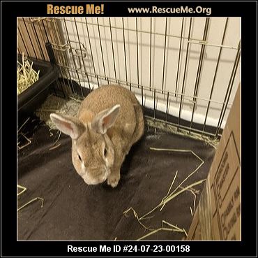 - Washington Rabbit Rescue - ADOPTIONS - Rescue Me!