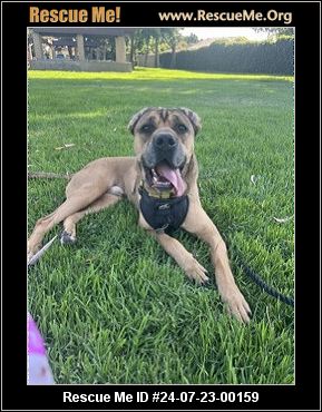 - California Mastiff Rescue - ADOPTIONS - Rescue Me!