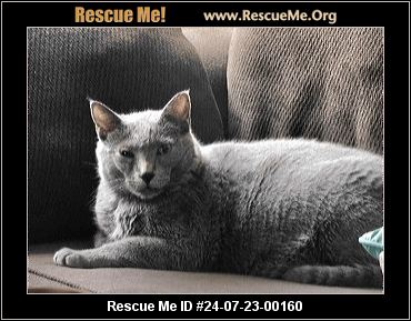 - Wisconsin Cat Rescue - ADOPTIONS - Rescue Me!