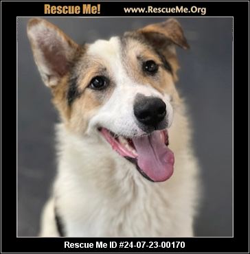 - New Jersey Dog Rescue - ADOPTIONS - Rescue Me!