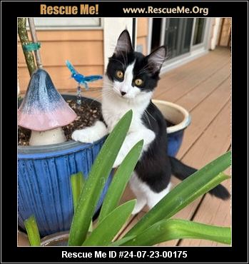 - Wisconsin Cat Rescue - ADOPTIONS - Rescue Me!