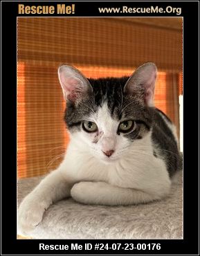 - Wisconsin Cat Rescue - ADOPTIONS - Rescue Me!