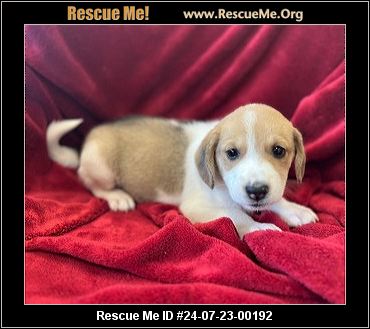 - Georgia Dog Rescue - ADOPTIONS - Rescue Me!