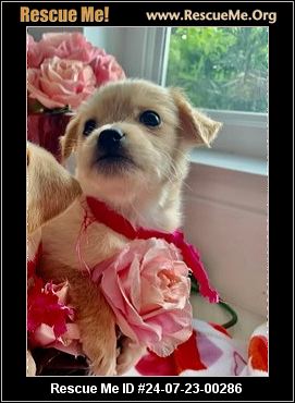 - Florida Maltese Rescue - ADOPTIONS - Rescue Me!