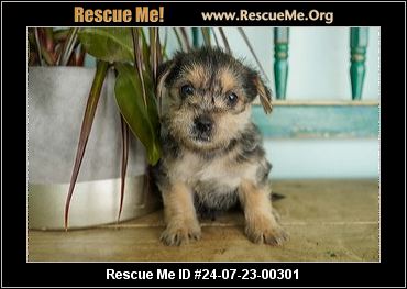 - Texas Mutt Rescue - ADOPTIONS - Rescue Me!