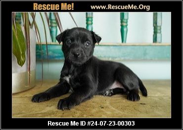 - Texas Mutt Rescue - ADOPTIONS - Rescue Me!