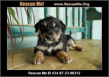 - Texas Mutt Rescue - ADOPTIONS - Rescue Me!