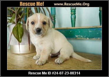 - Texas Mutt Rescue - ADOPTIONS - Rescue Me!
