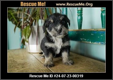 - Texas Mutt Rescue - ADOPTIONS - Rescue Me!