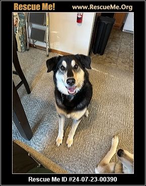 - Colorado Lab Rescue - ADOPTIONS - Rescue Me!