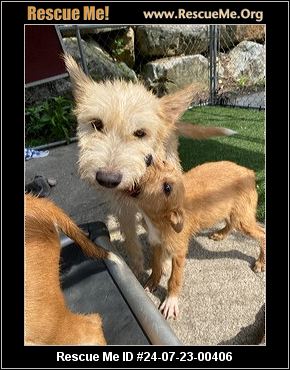 - New Jersey Dog Rescue - ADOPTIONS - Rescue Me!