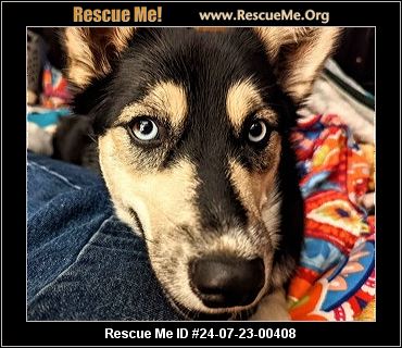 - Minnesota Dog Rescue - ADOPTIONS - Rescue Me!