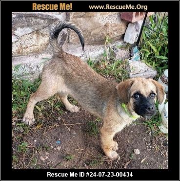 - New Jersey Dog Rescue - ADOPTIONS - Rescue Me!